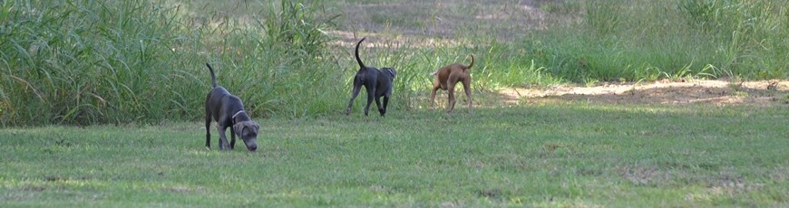 Lacy Dog Breeders | Lacy Dog Puppies for Sale