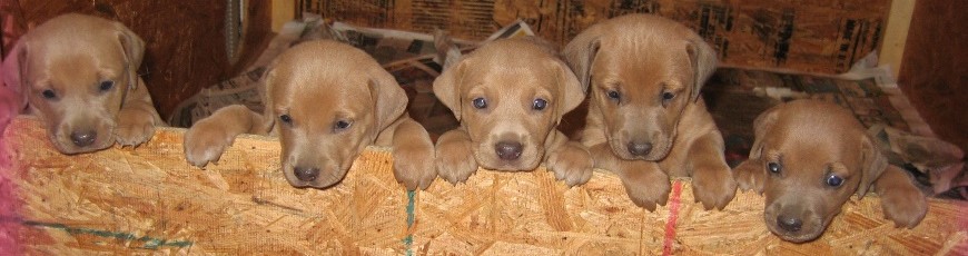 Lacy Dog Breeders | Lacy Dog Puppies for Sale
