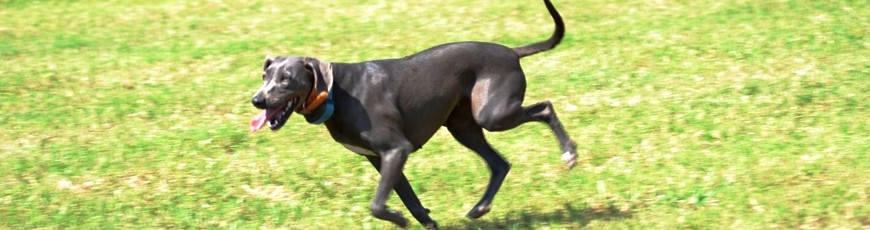 Lacy Dog Breeders | Lacy Dog Puppies for Sale