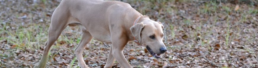 Lacy Dog Breeders | Lacy Dog Puppies for Sale