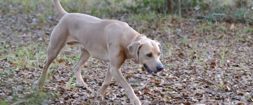 Lacy Dog Breeders Association Mission Statement